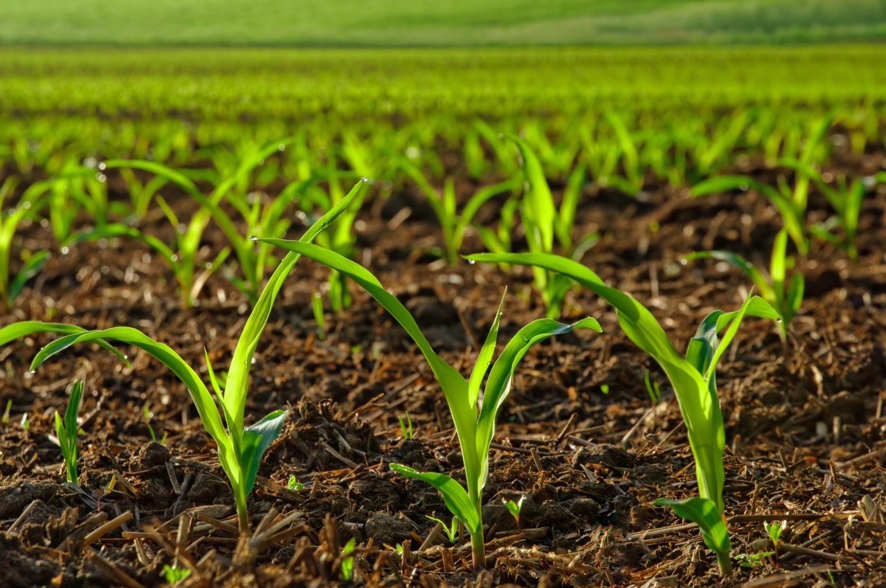 CAN27 Innovative Low-Carbon Fertilizer Solutions | FertigHy